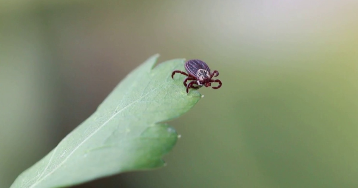 Tracking ticks: Tick bites on the rise this summer