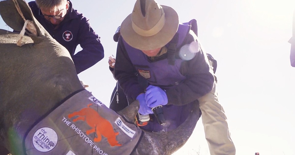 Scientists inject rhino horns with radioactive material to combat poaching