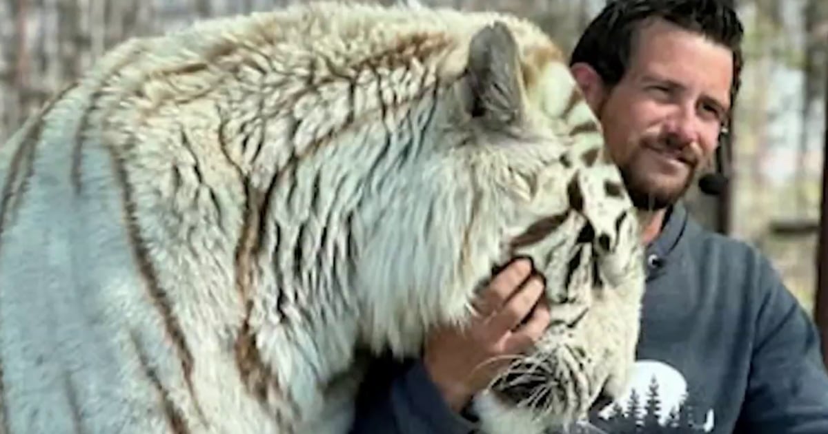 Handler fatally mauled by tiger at Oklahoma reserve