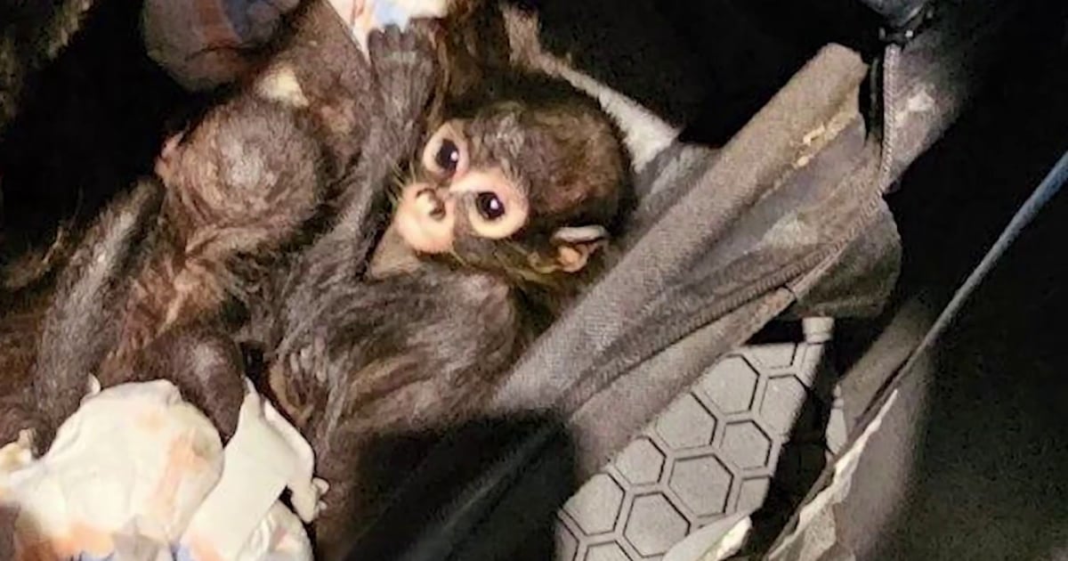 Surge in confiscated animals pushes zoos to the brink leading to calls ...
