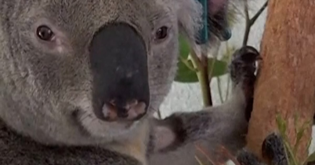 Australia approves first chlamydia vaccine for koalas