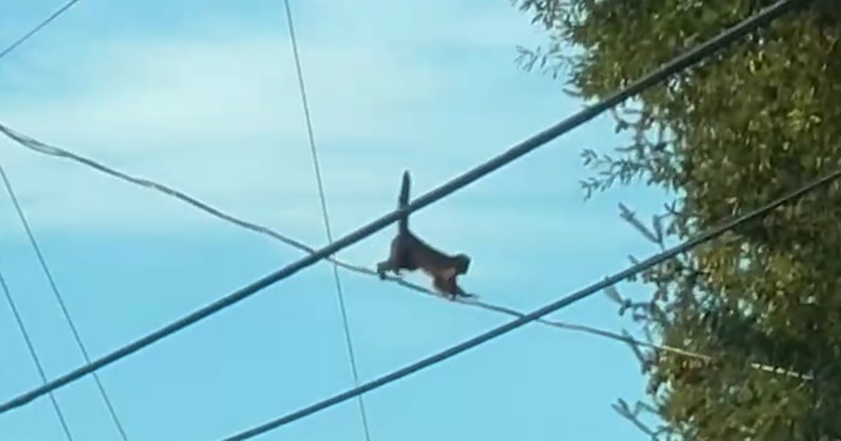 Monkey escapes North Carolina zoo