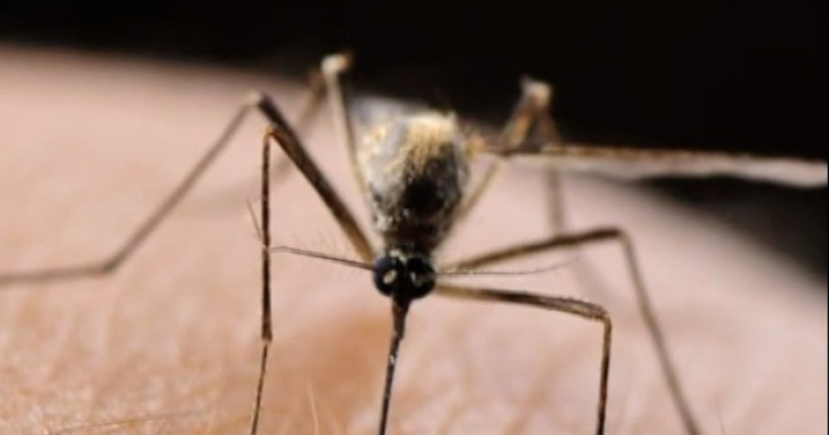 Mosquitoes discovered in Iceland for the first time