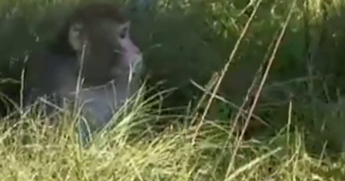 Lab monkeys escape from overturned truck in Mississippi