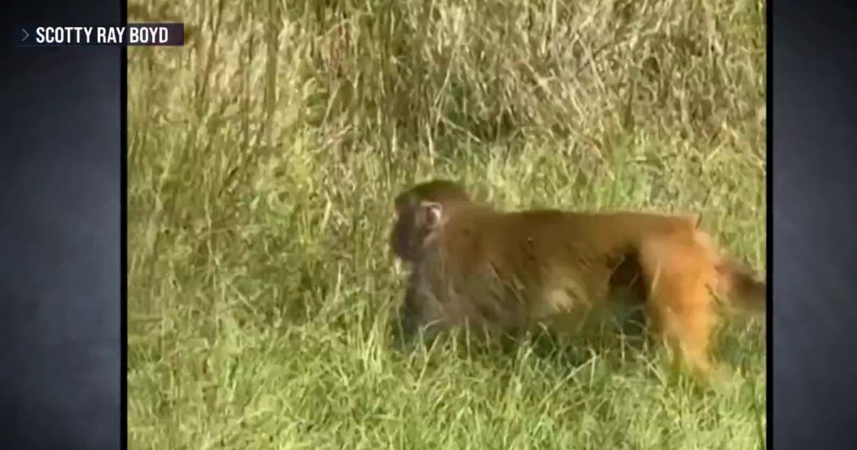 Officials searching for escaped research monkeys