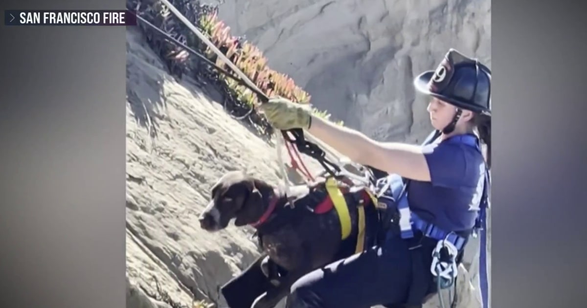 Dramatic video shows firefighters rescuing dog stranded on cliffside