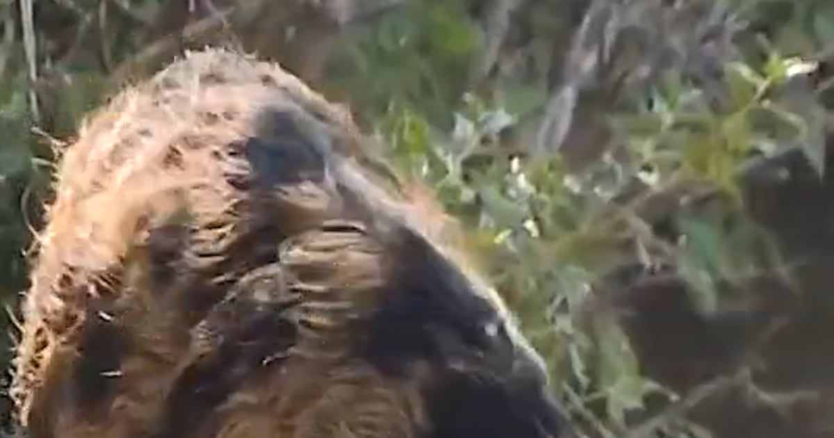 Feral hogs roam Texas apartment complex
