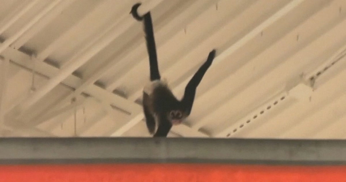 Monkey gets loose inside Texas Halloween store