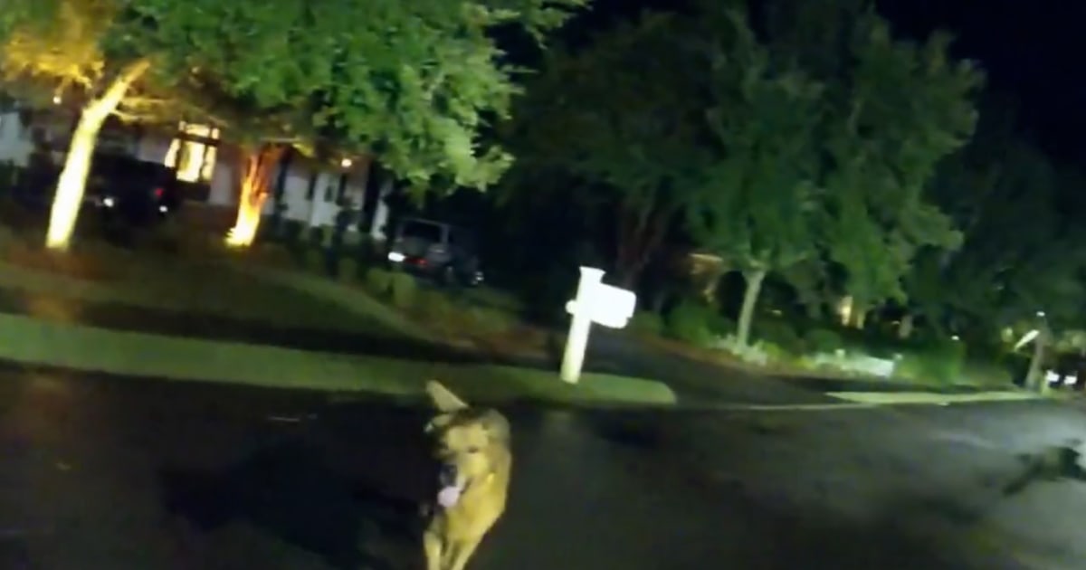 Video shows dog leading police to Florida woman reported missing