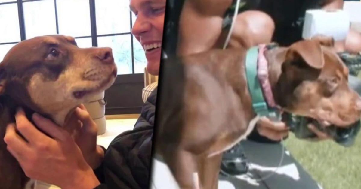 Tom Brady says he cloned his family dog