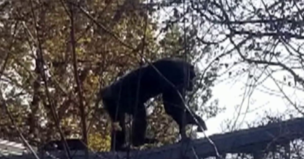 Chimp escape prompts zoo lockdown