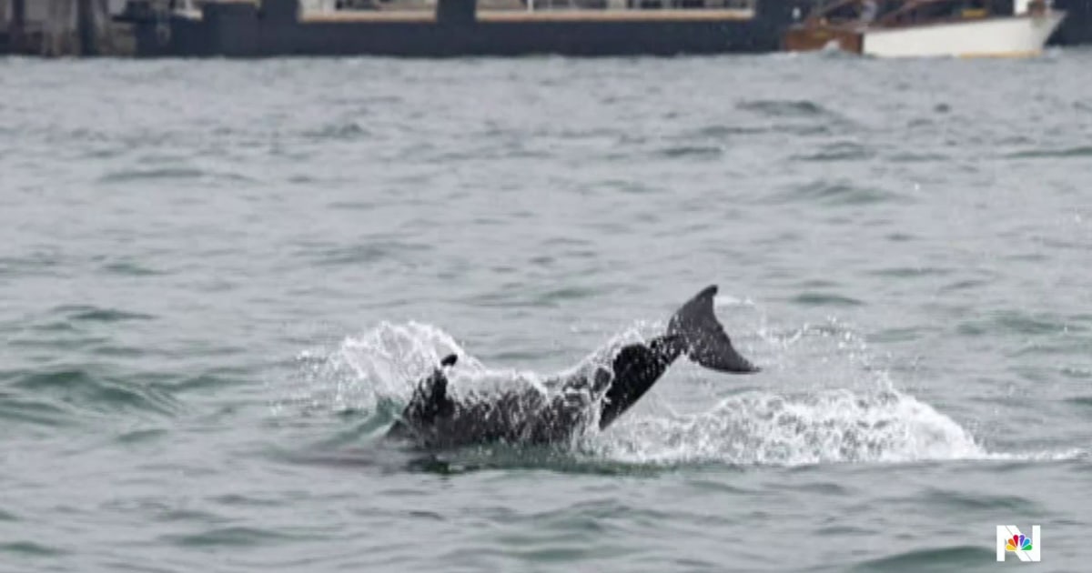Wild dolphin delighting tourists in Venice