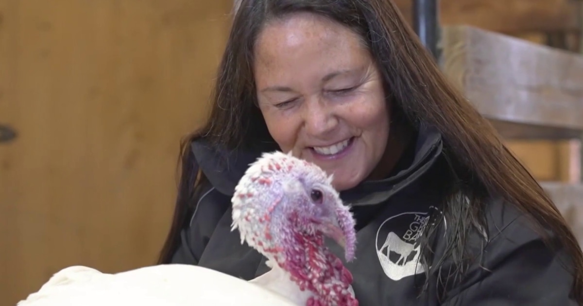 Turkeys at Gentle Barn in Tennessee offer comfort through cuddles