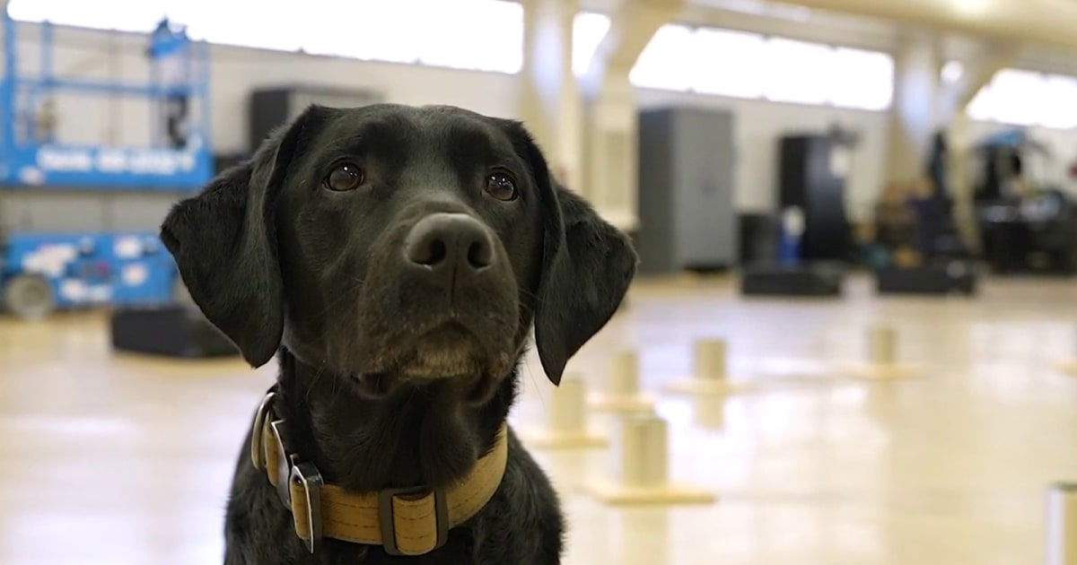 Meet the dogs training to work for the ATF