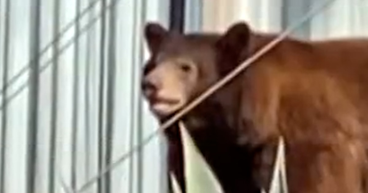 Bear family removed from California home after attack