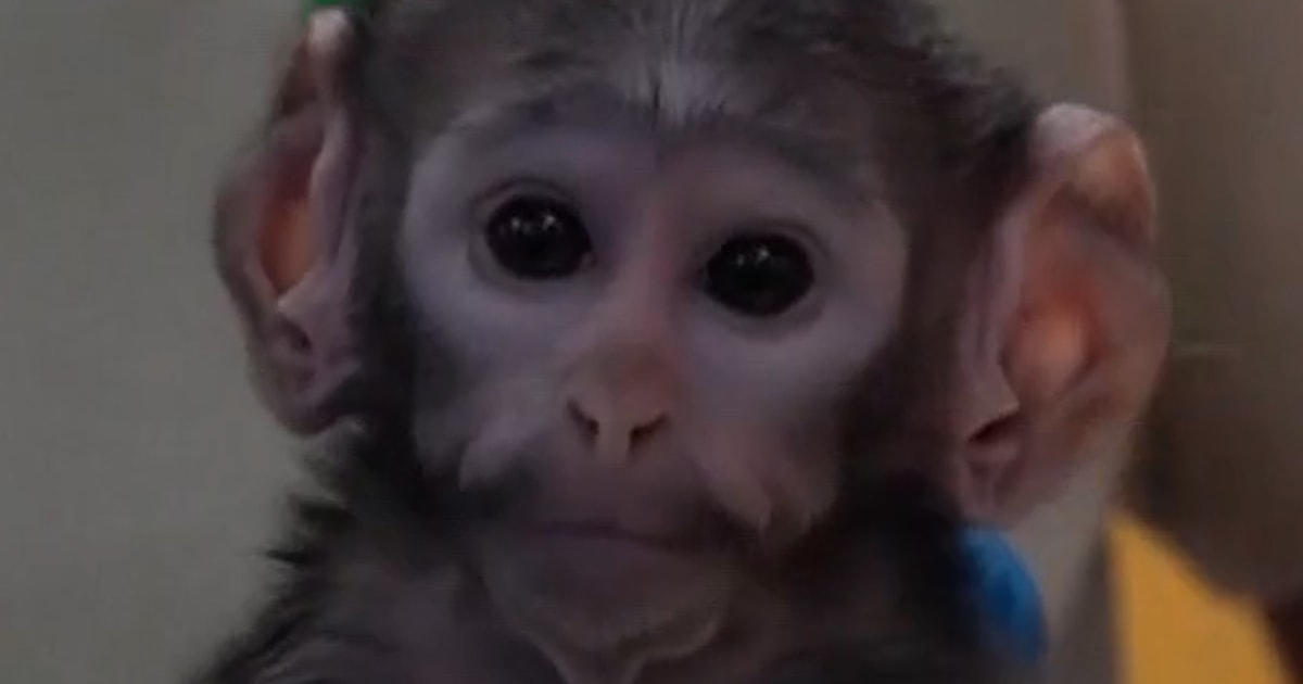 Mexican zoo's baby monkey bonds with plush companion