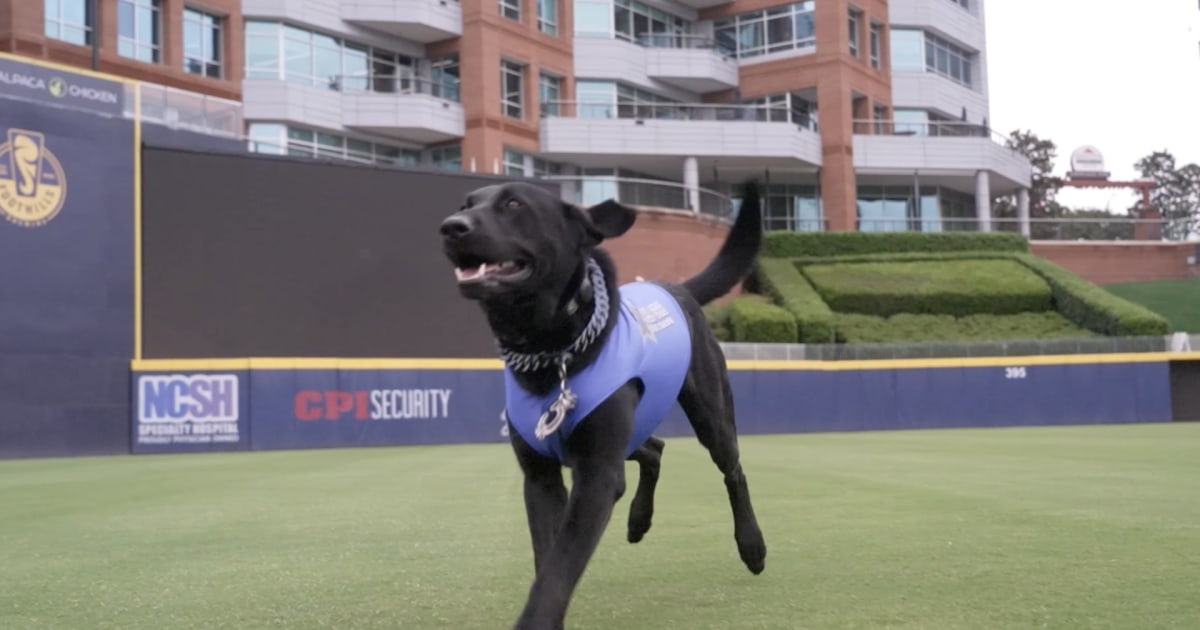 Meet the official bat dog for the Durham Bulls baseball team