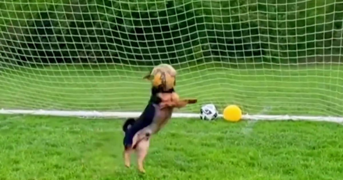 Meet Ronaldo the chihuahua-dachshund mix going viral for his soccer skills