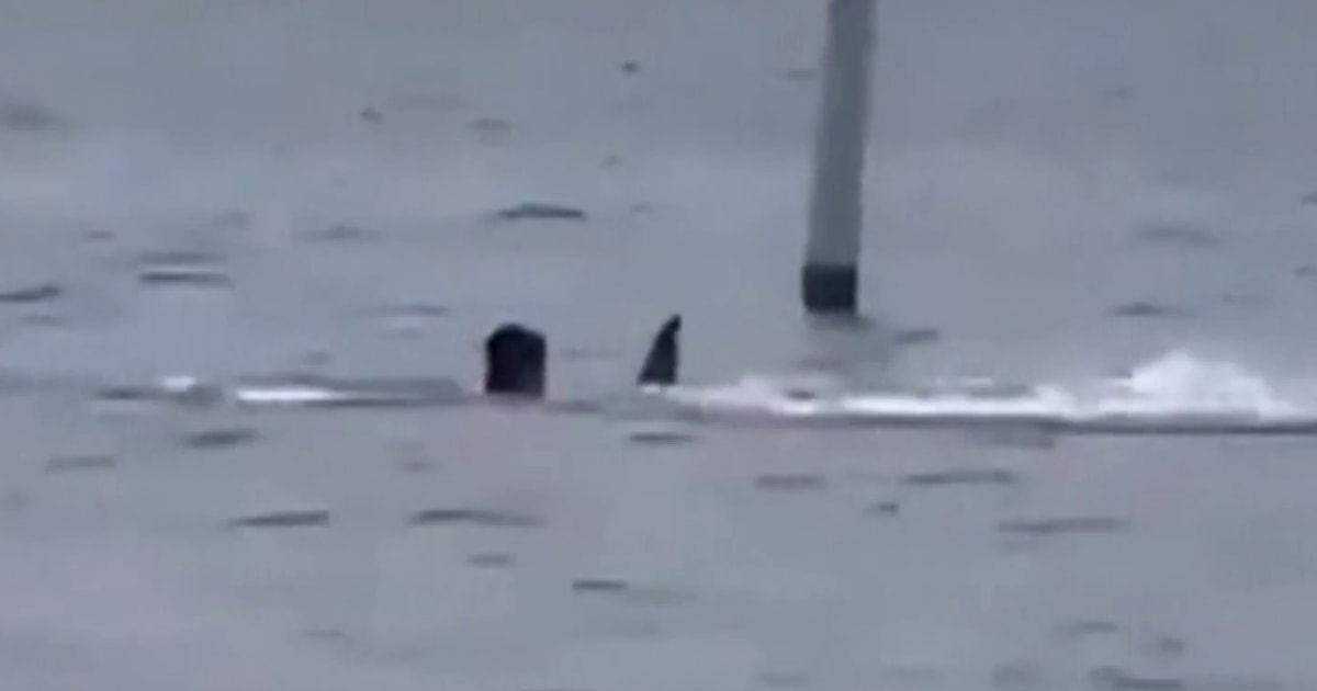 Harrowing shark attack captured on camera
