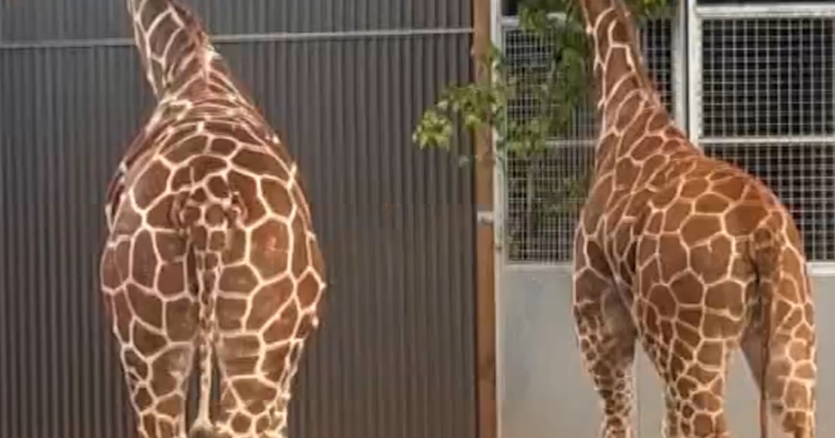 Baby giraffes found after disappearing for over a year