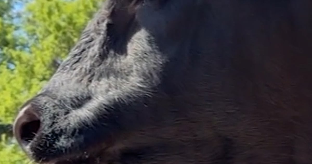 Porch cow gains a huge social media following