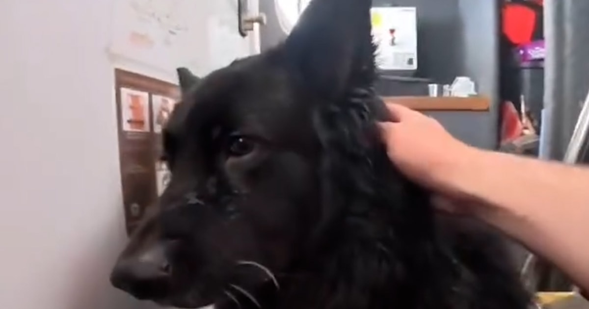 Dog rescued from inflatable kayak blown out to sea