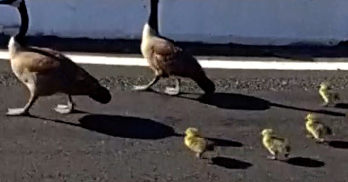 Family of geese get police escort after wandering I-95