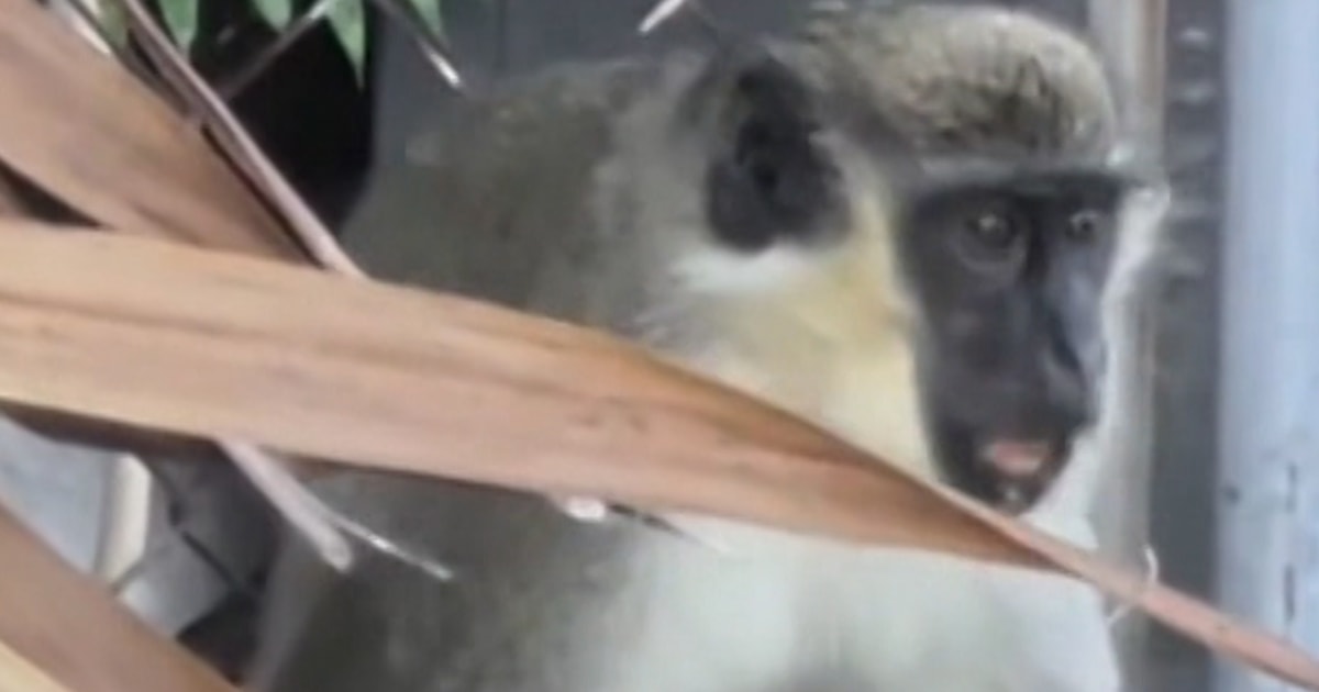 Monkey in South Florida steals mangoes off people's trees