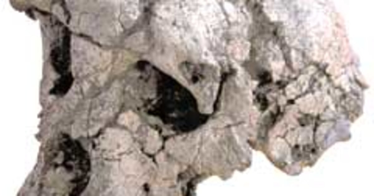 Skull sparks an evolution revolution