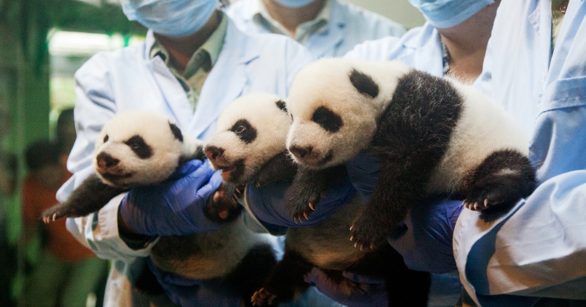 The panda triplets celebrate a new milestone
