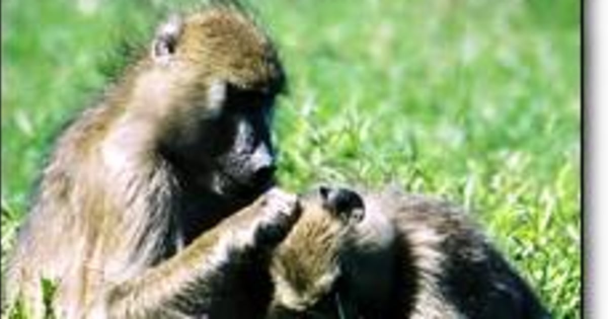 Baboon mothers do better with friends, study finds