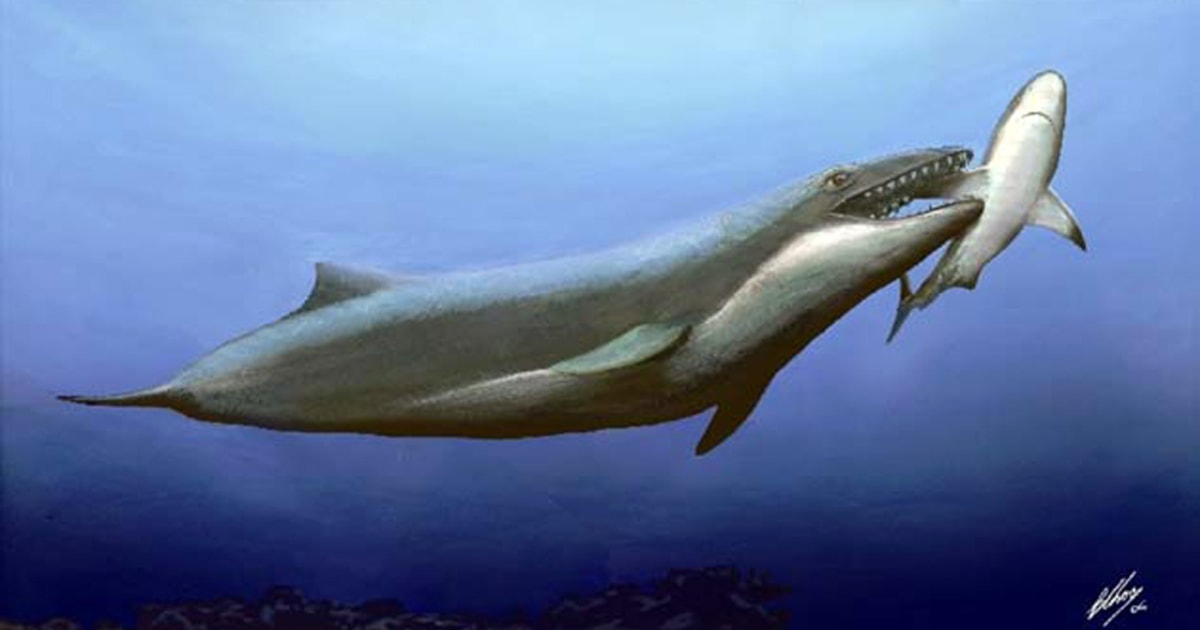 Small prehistoric whale was vicious hunter