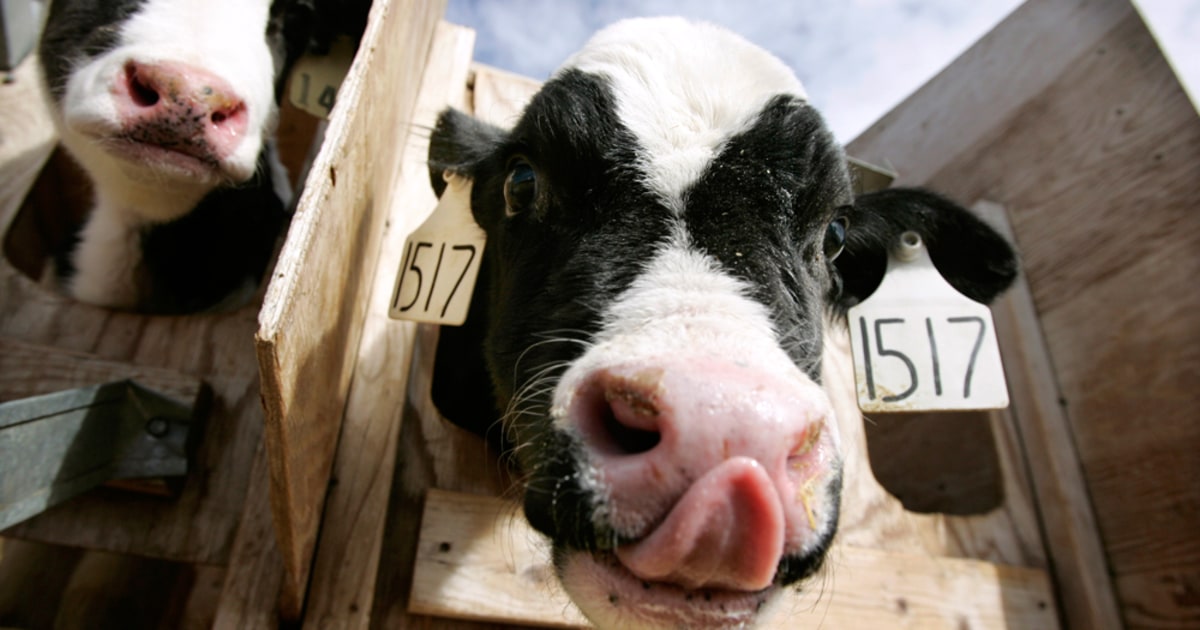 Meth, Mazdas outfit the new cattle rustler