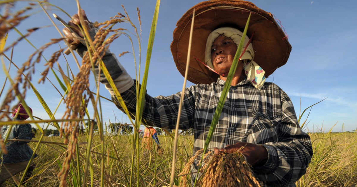 Southeast Asia urges cooperation over rice