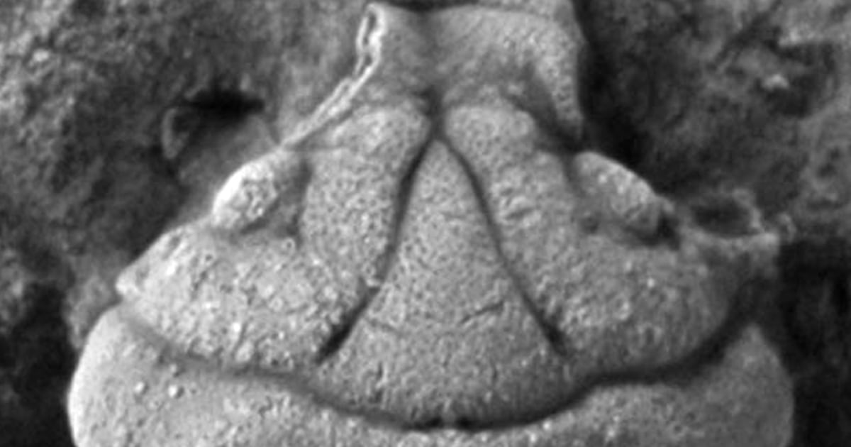 Ancient, legless crab discovered