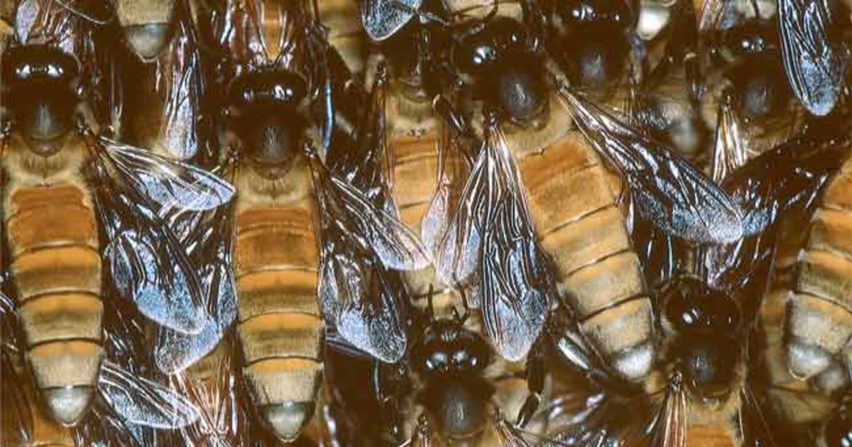 Bees do the wave to save their lives