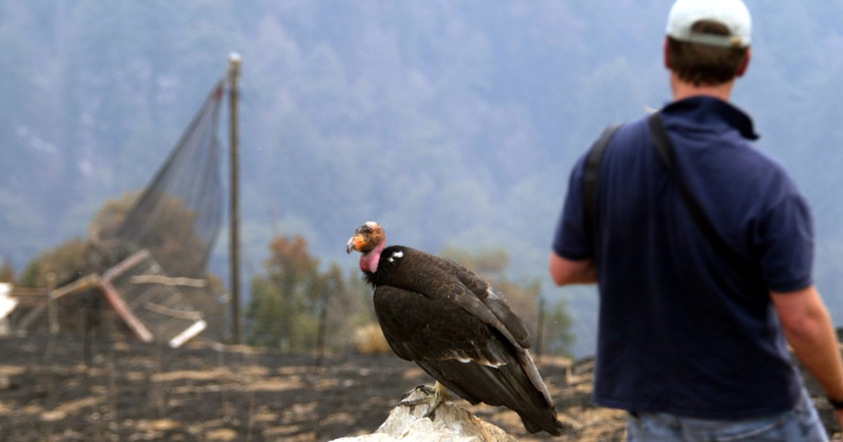 Calif. condors pass biggest survival test