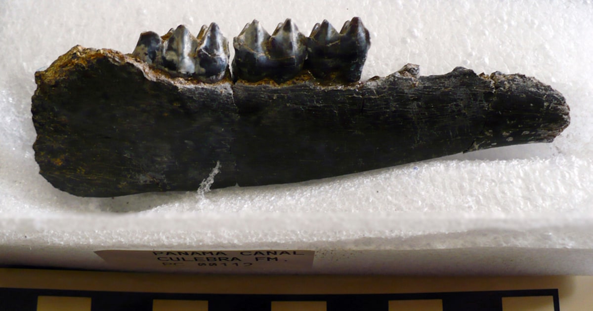 Fossils in Panama document clash of continents