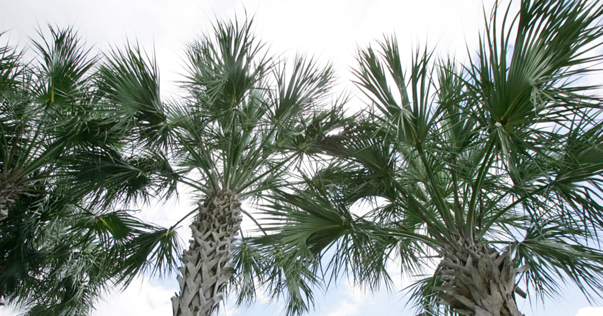 Unknown disease killing off Florida’s state tree