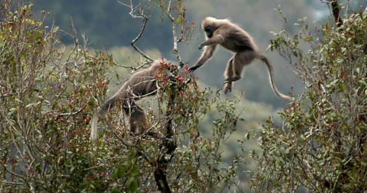 Recently discovered monkey on extinction path