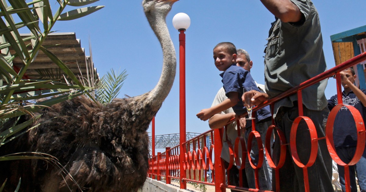 Not just guns: Gazans smuggle lions into zoo