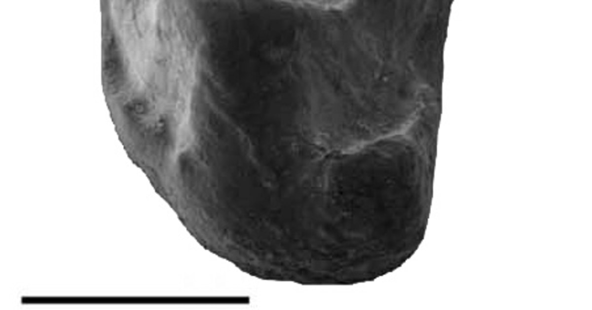Tiny teeth of 55-million-year-old primate found