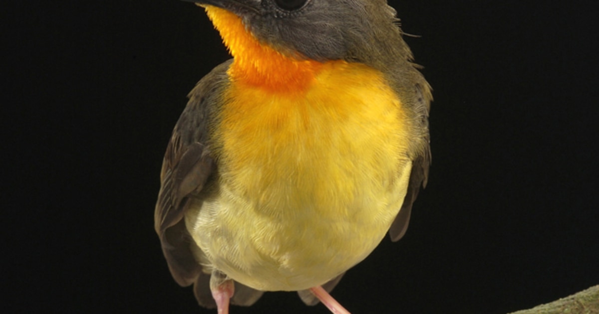 Robin from Gabon is world's newest species