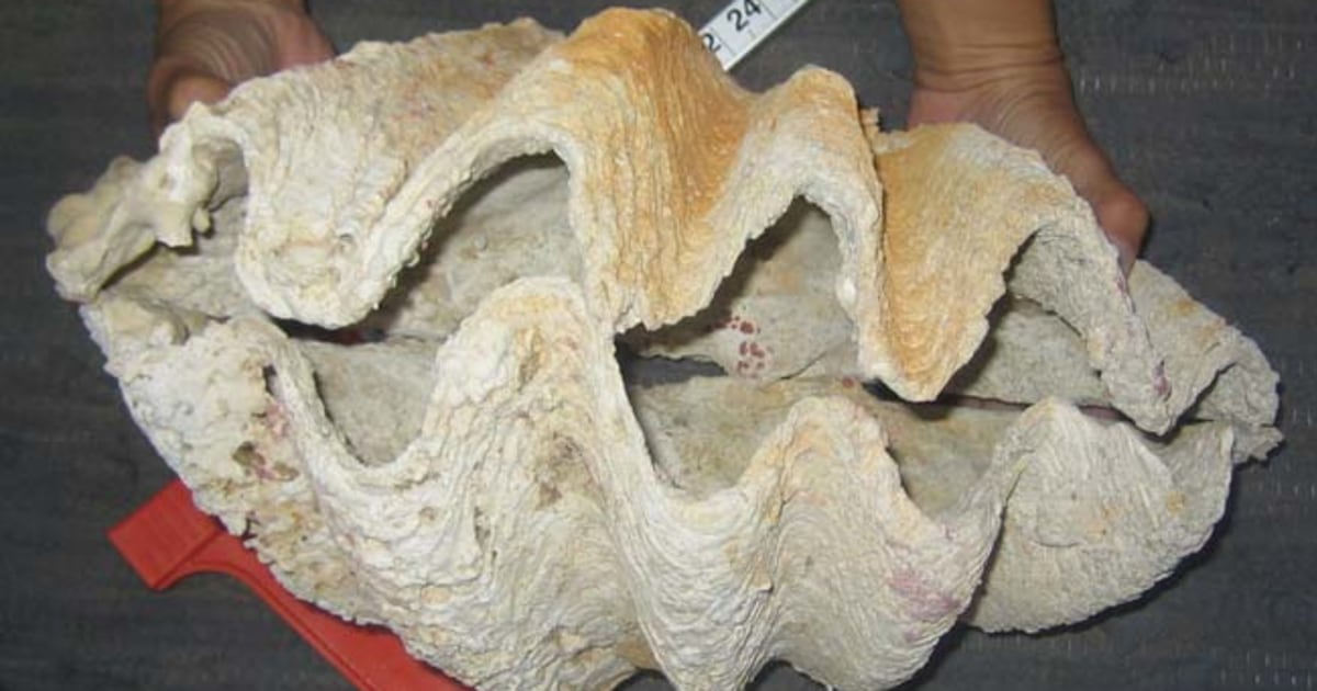 Giant clams may have fed early humans