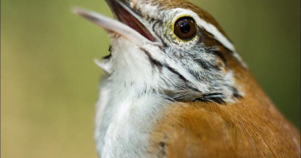 Songbird's duets not so harmonious