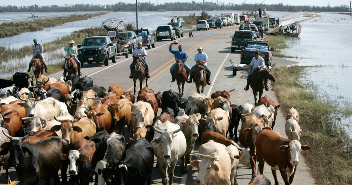 Saving the animals in Ike's aftermath