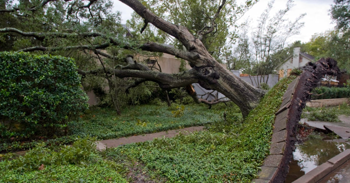 Tree teams work to save storm-hit canopies