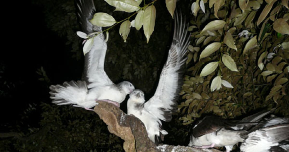 Full moon makes birds extra energetic