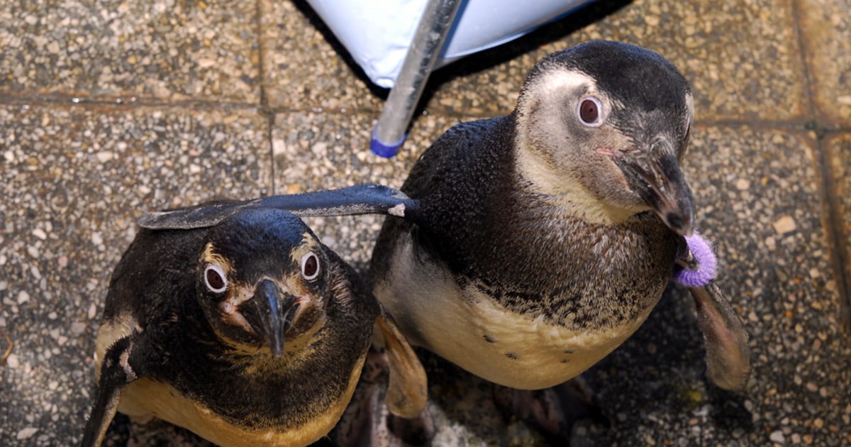 In warm Brazil, a perplexing inrush of penguins