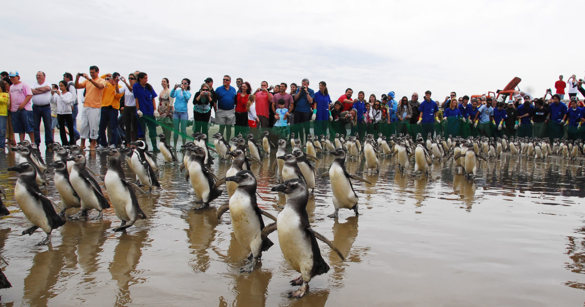 Flight of the penguins to freedom off Brazil